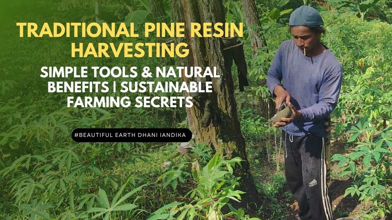 Traditional Pine Resin Harvesting: Simple Tools & Natural Benefits ...