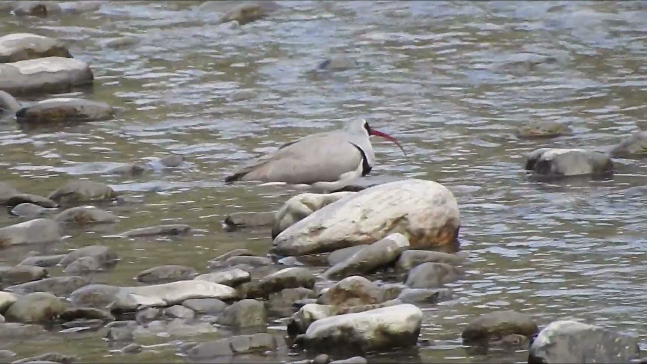 1st video-graphic documentation of Ibisbill (Ibidorhyncha struthersii ...
