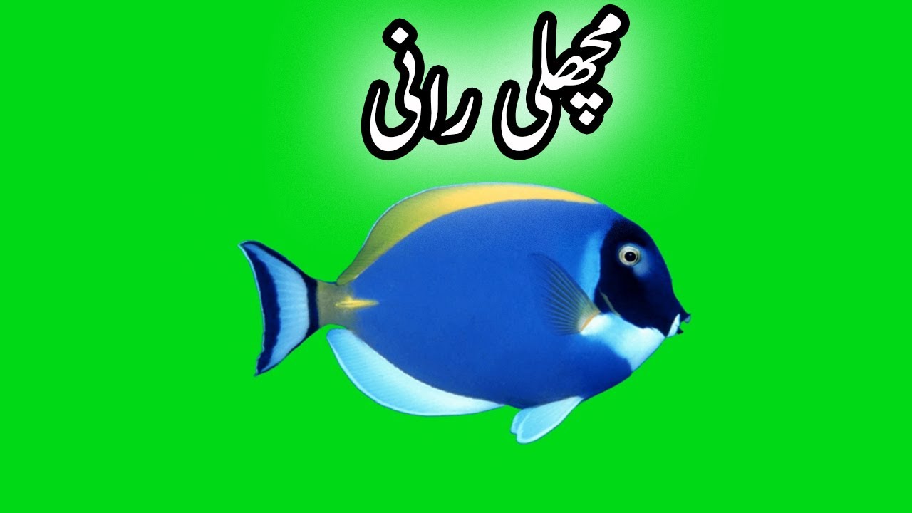 Fish Waving in Green Screen| Free Download Fish in the Water - YouTube