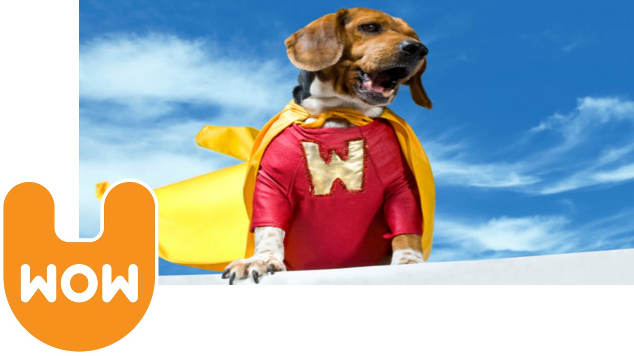 Top 5 Heroic Dogs - YouTube