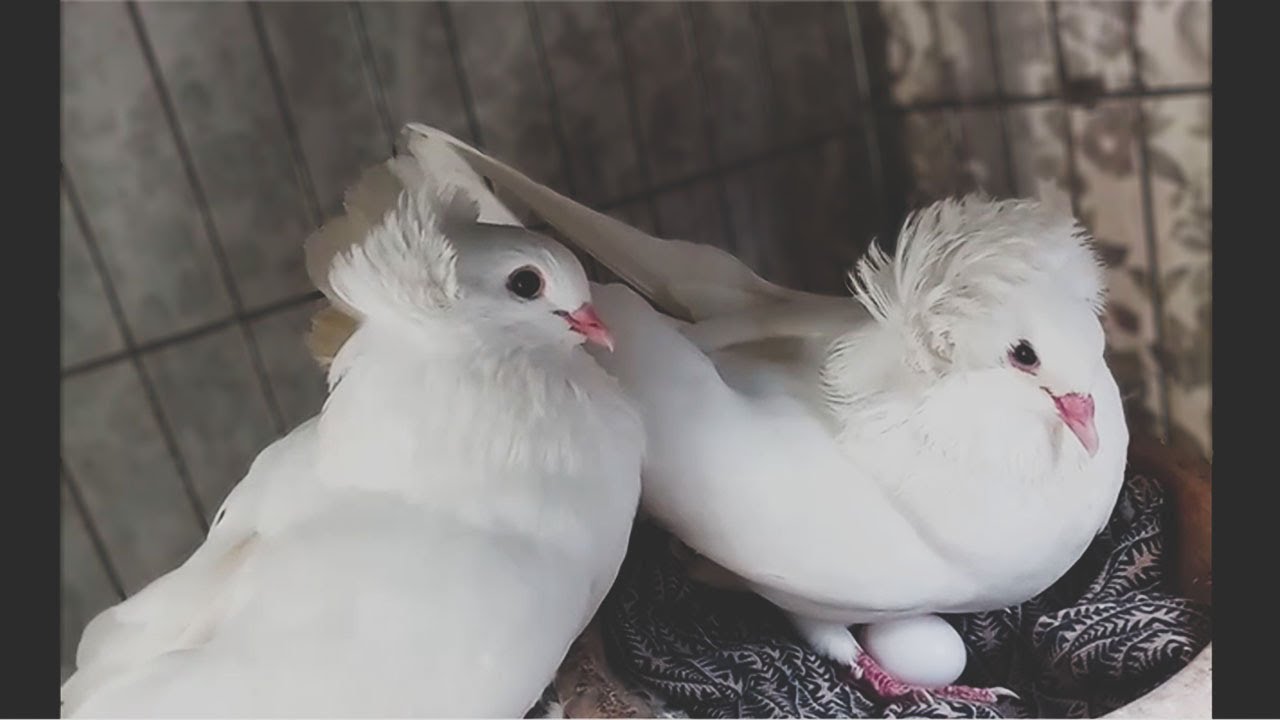 Birds are very excited for their first egg - YouTube