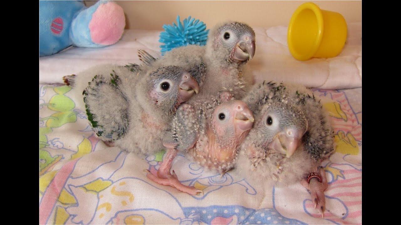 Hand Fed Baby Yellow Sided Green Cheek Conures - YouTube