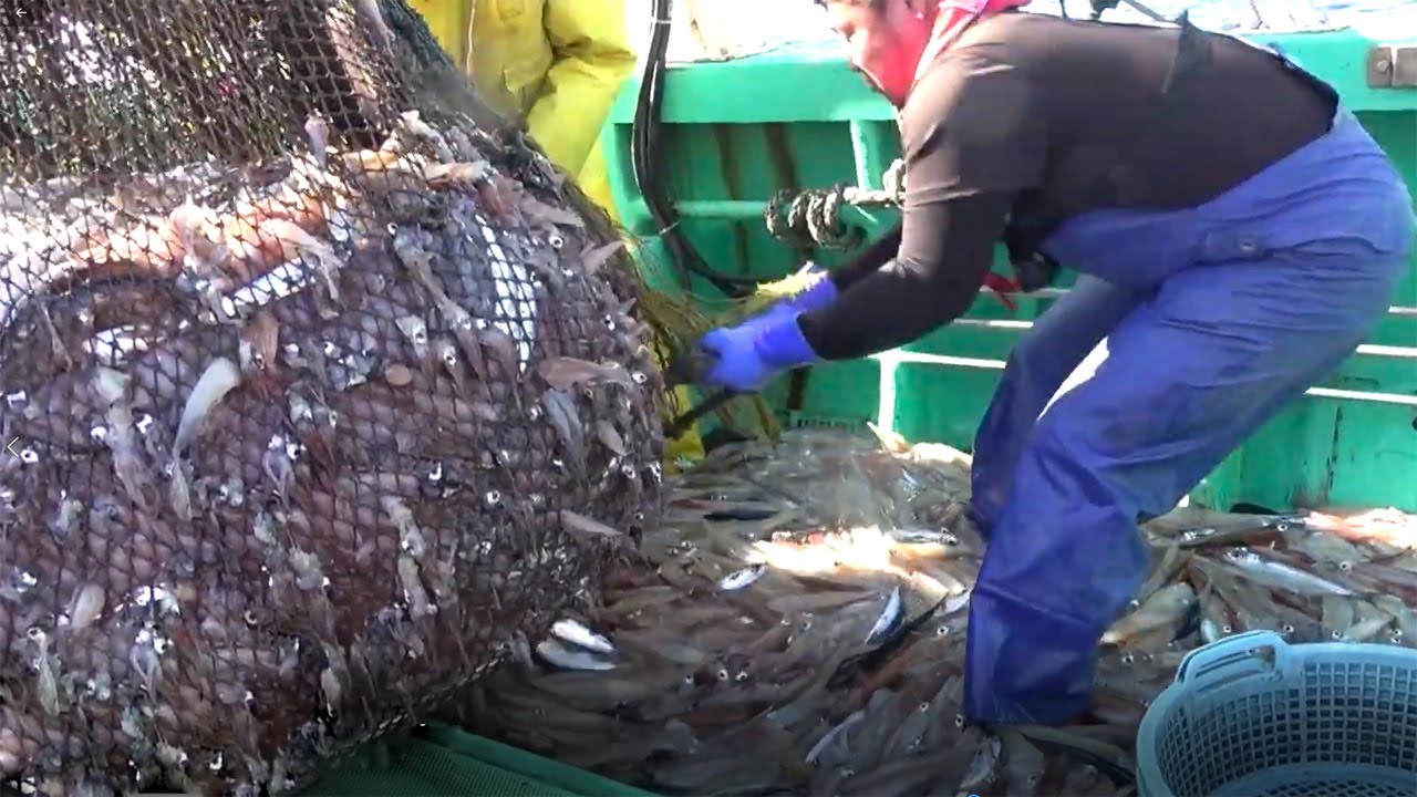 Trawl Net Fishing Squid Catch Hundreds Tons Squid with big net ...