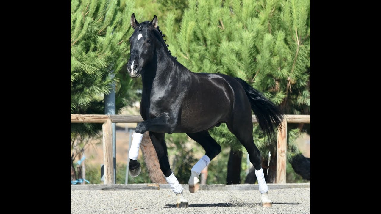 ZIMIT DE SUSAETA - SIRED BY POETA DE SUSAETA - ANDALUSIAN STALLION ...
