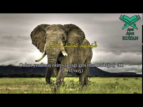 Fîl Suresi 5. Ayet #Kuran #Quran