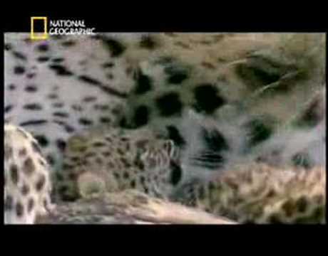 NATIONAL GEOGRAPHIC CHANNEL DEUTSCHLAND Leoparden in HD