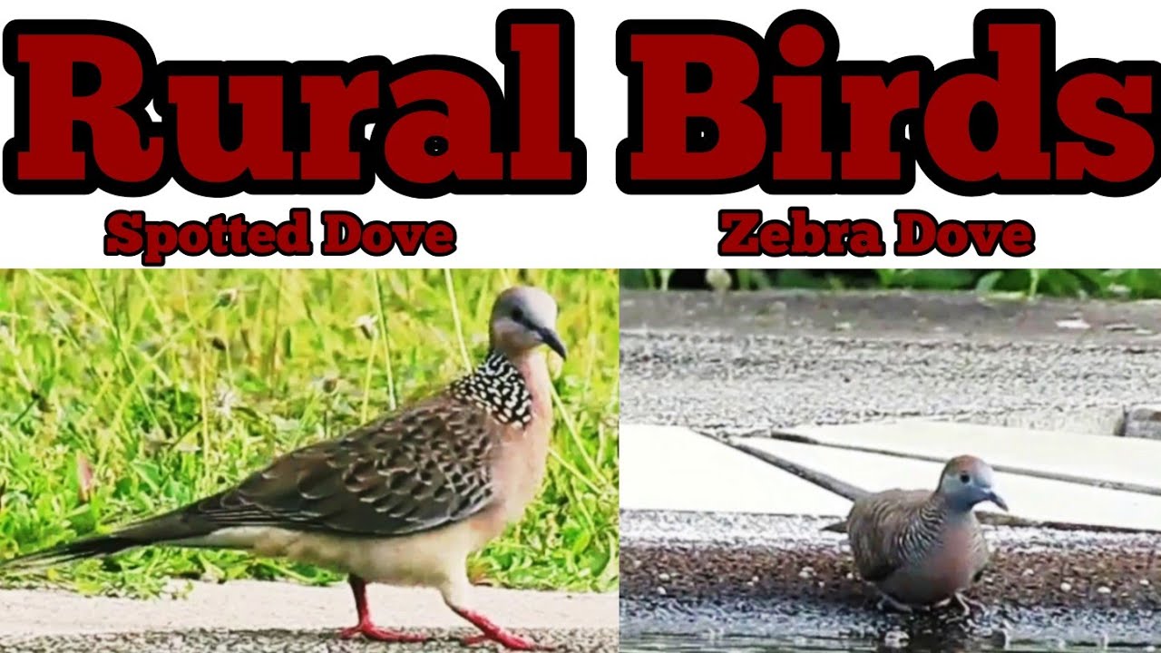 Rural living with these beautiful Dove | Birds in Camiguin Province ...