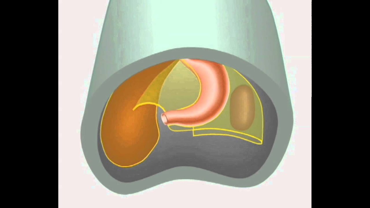 05 Desarrollo de los Omentos (Animación) - YouTube