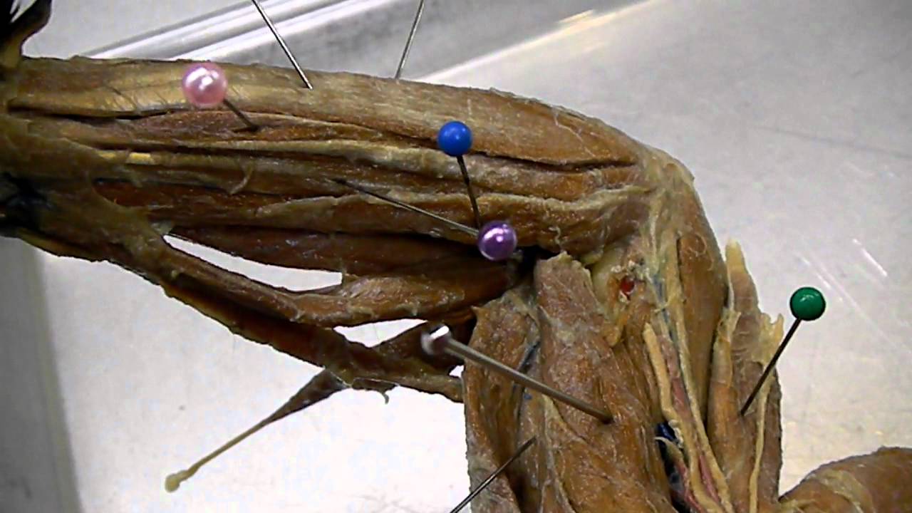 Anterior Left Arm - Cat Anatomy - YouTube