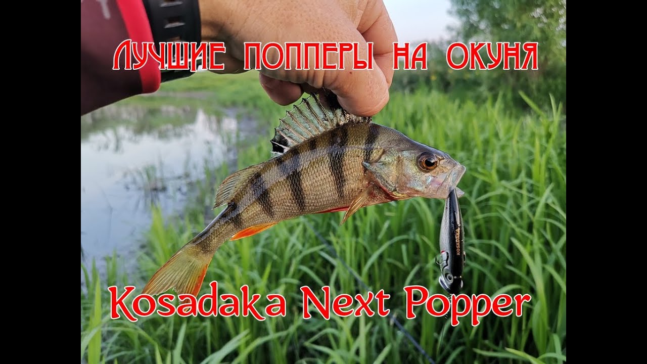Лучшие попперы на окуня - Kosadaka Next Popper - YouTube