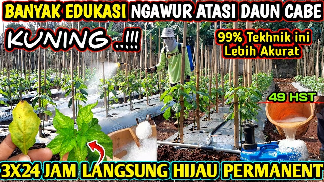 🔴 cara jitu mengobati daun cabe kuning | perawatan cabe usia 49 HST # ...
