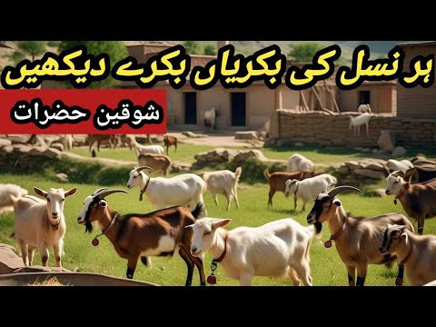 Goat Screaming 10 Hour | Goat Screaming 1 Hour | Baby Goats Running ...