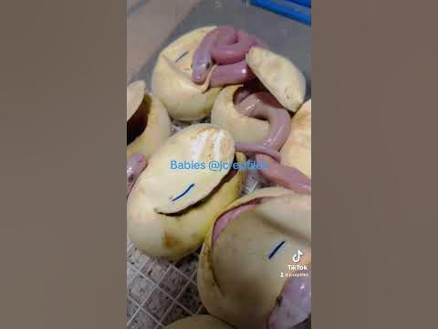 Baby reticulated pythons hatching. - YouTube