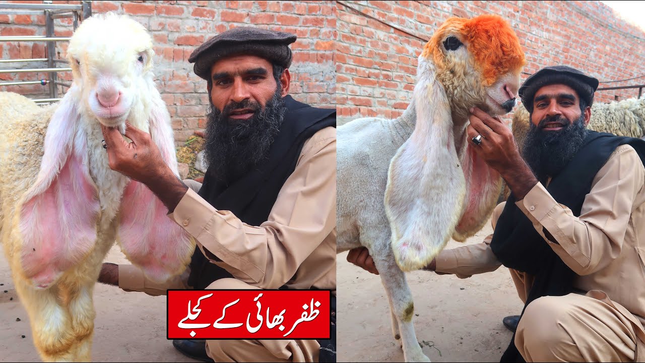 Kajla Chatra Beautiful Sheep Breed Of Pakistan Lahore 2024 - YouTube