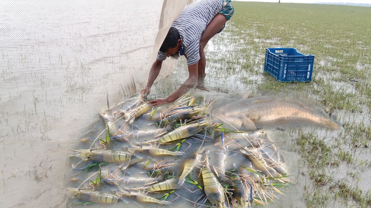 Big Shrimp Fishing Video in The River Side 2022।। Catfish Catch Fishing ...