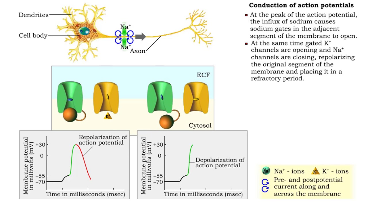 Conduction of action potentials - YouTube