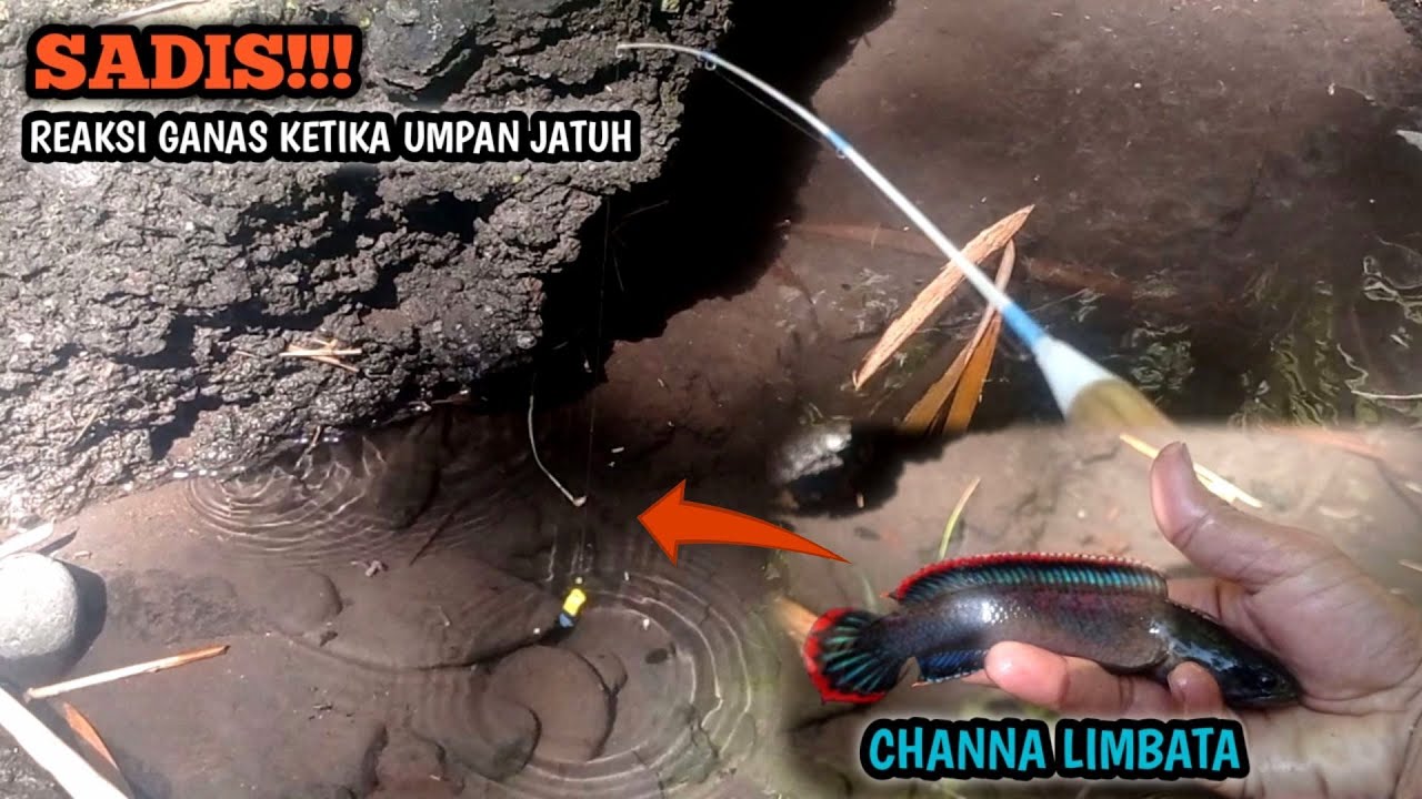 Bikin Deg Degan Ketika Babonnya Makan || Mancing ikan Channa Limbata ...