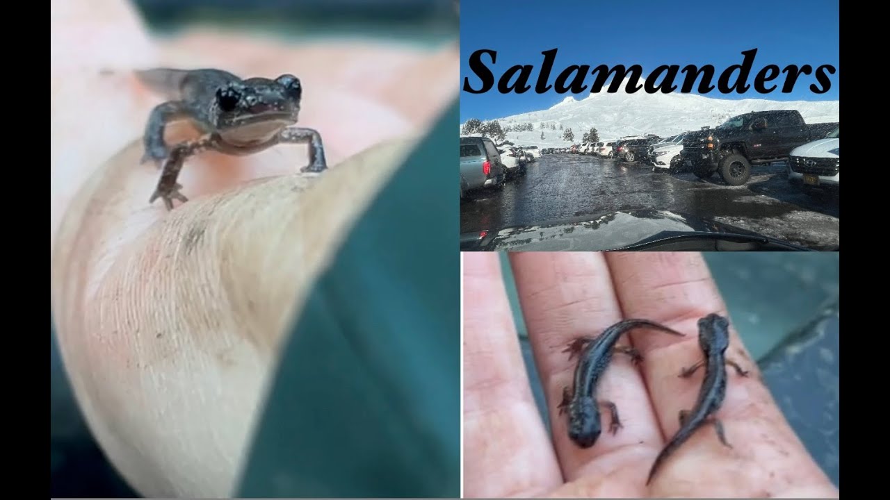 Finding Baby Salamanders - YouTube