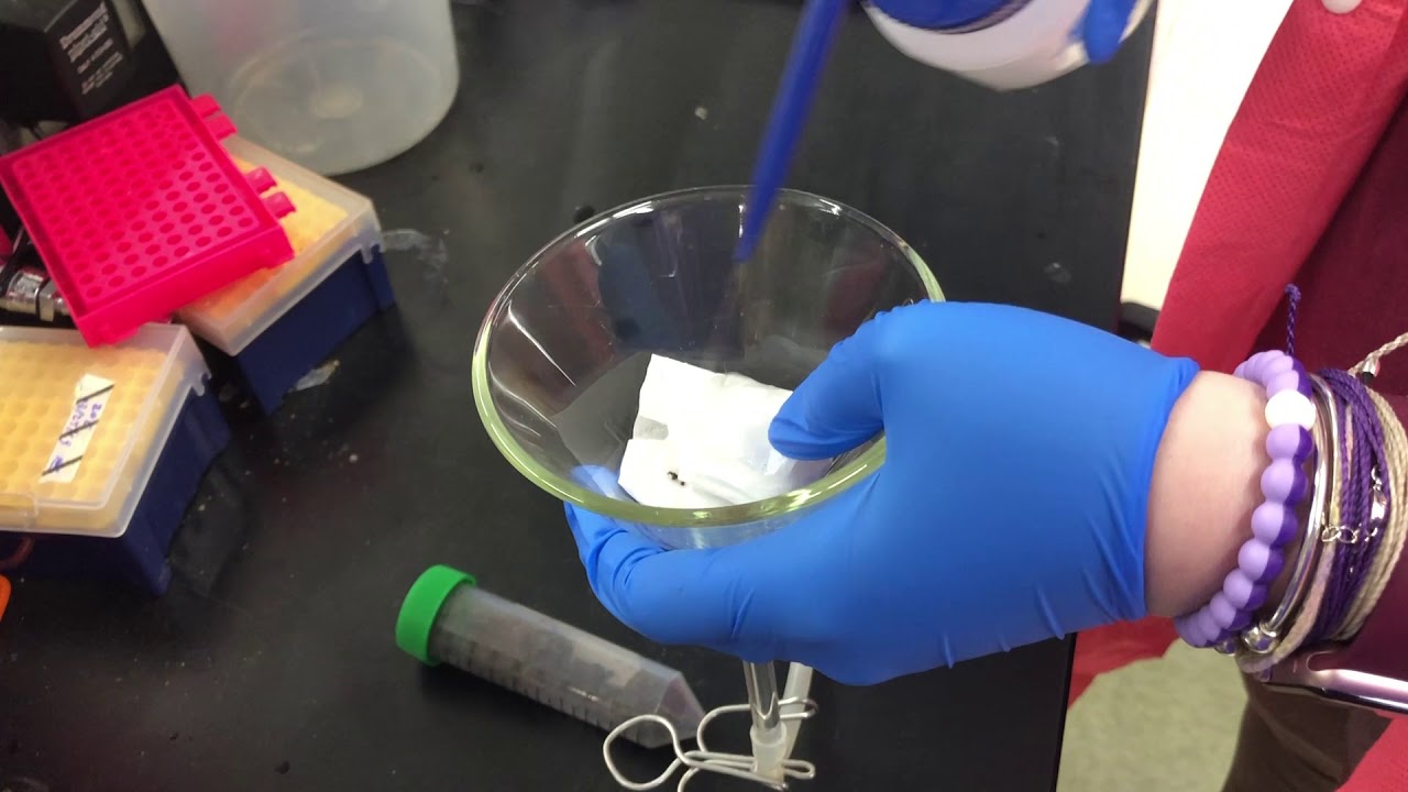 Nematode Isolation - Baermann Funnel Technique (Worcester Polytechnic ...