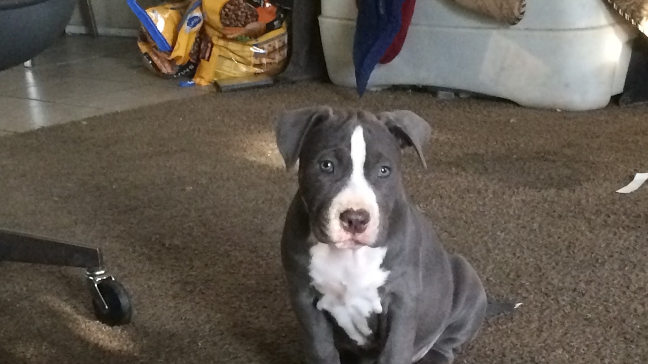 CHOLO_REAPER's Live PS4 Broadcast - YouTube