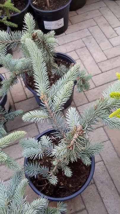 🌲Ель пунгенс глаука пендула | Telegram: https://t.me/love_is_hvoiny ...