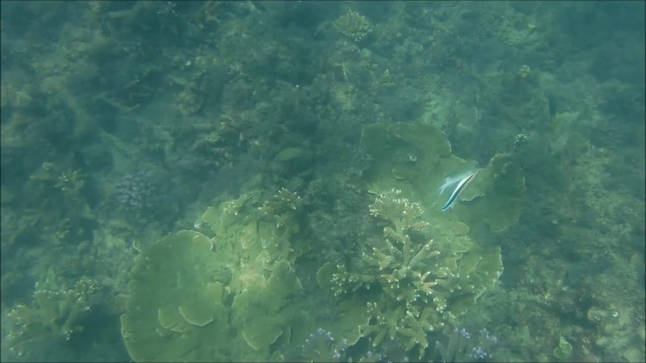 WILDLIFE WARRIOR TRAINING VIDEO ABOUT THE GREAT BARRIER REEF NEW VIDEO ...