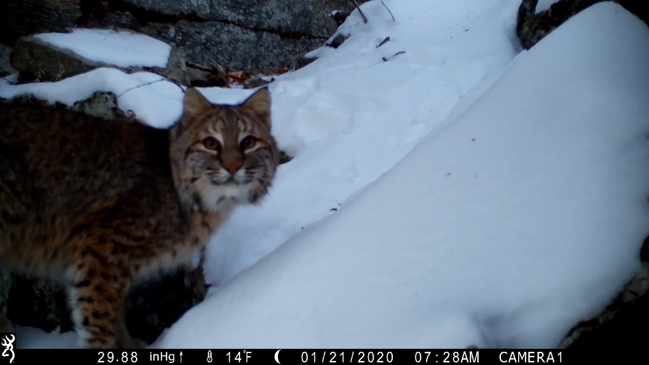Wildlife at Narrow Cliff Pass - YouTube