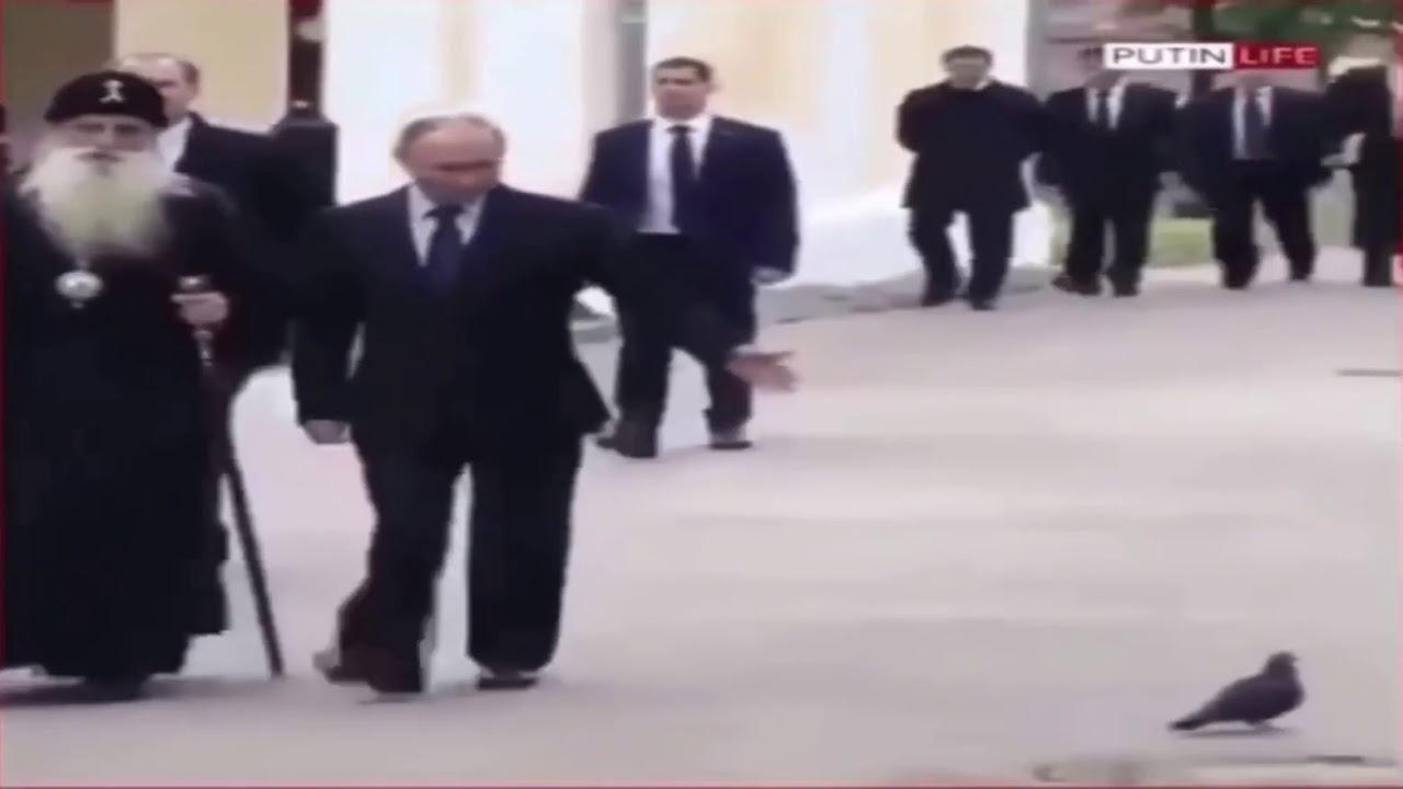 Secret agent pigeon - YouTube