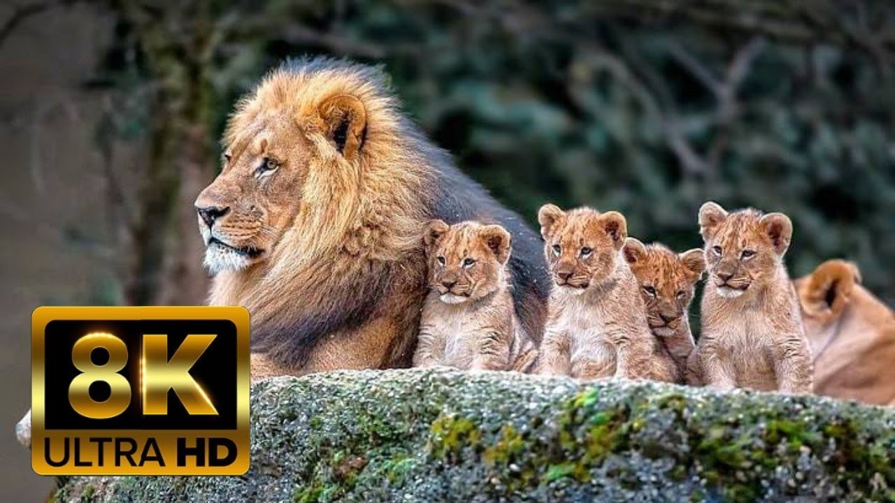 The Strongest LION National Geographic Documentary With Relaxing Music ...