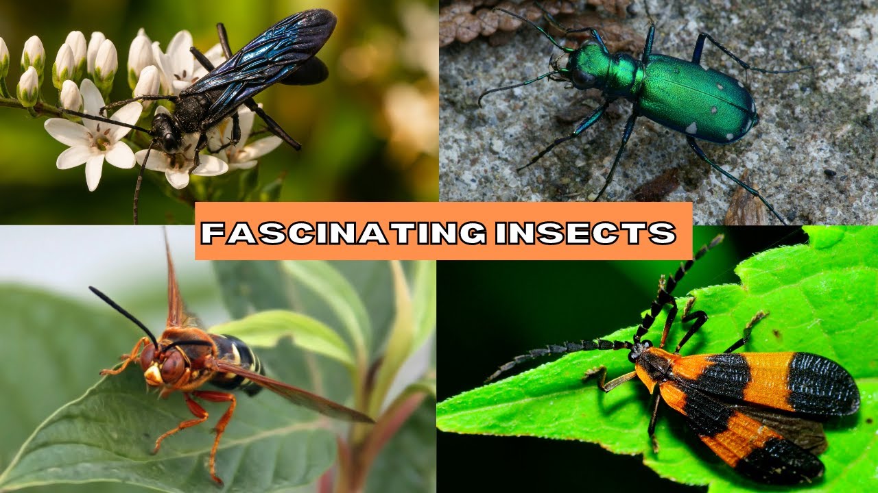 Wasp & Beetles: Fascinating Insects of North America - YouTube