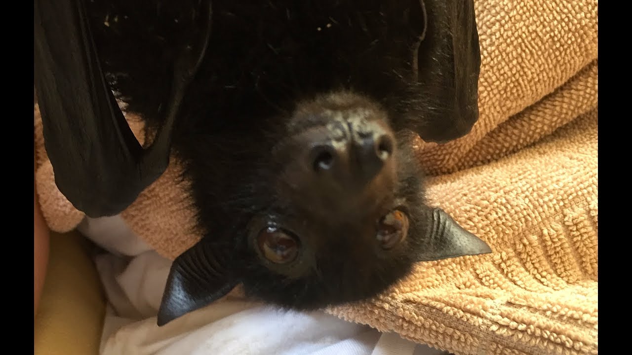 Juvenile flying-fox with a head injury: this is Ouzo on day 5 - YouTube