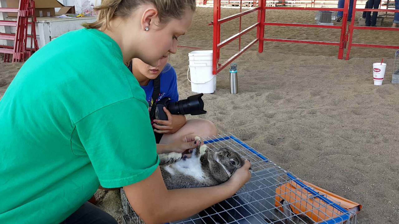 Dallas County Fair rabbits - YouTube