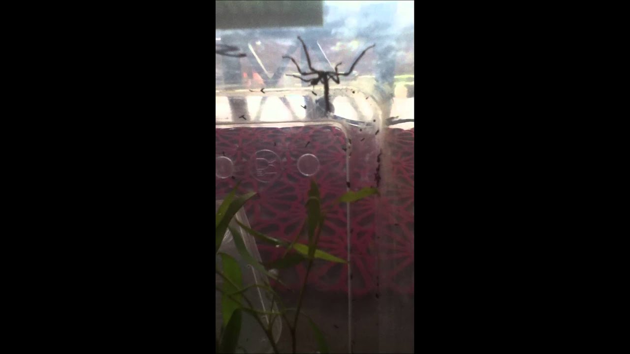 How to Look After Stick Insect Babies -Stick Insect TV - YouTube