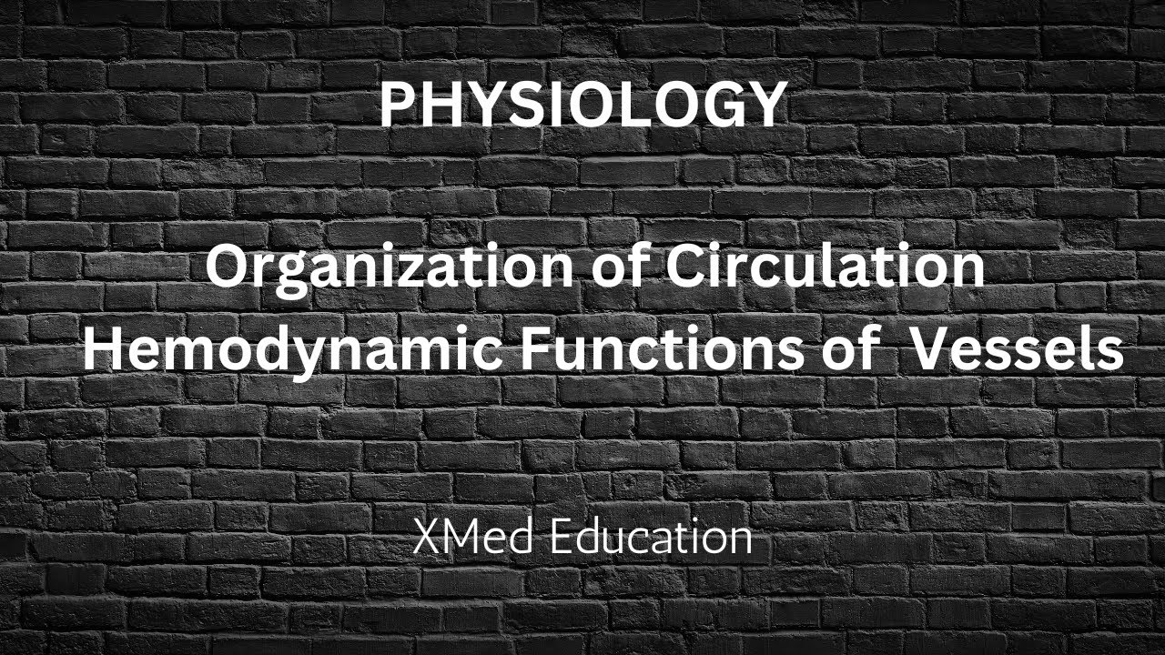 Organization of the Circulatory System. Hemodynamic Functions of ...