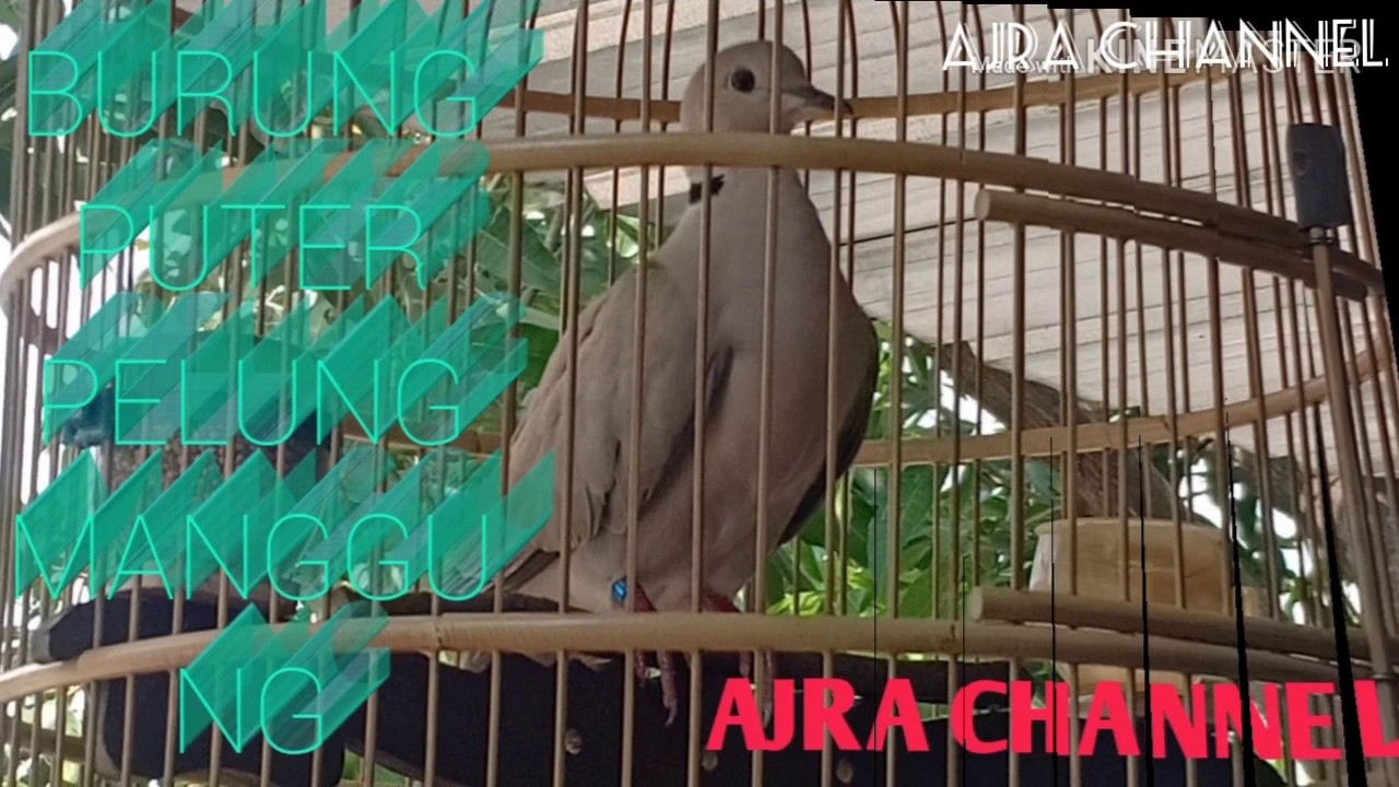 BURUNG PUTER PELUNG MANGGUNG - YouTube
