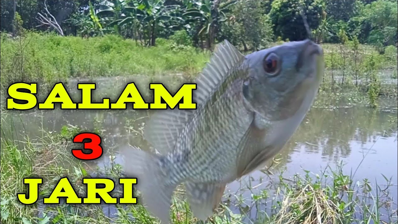 SALAM 3 JARII||WKB - YouTube