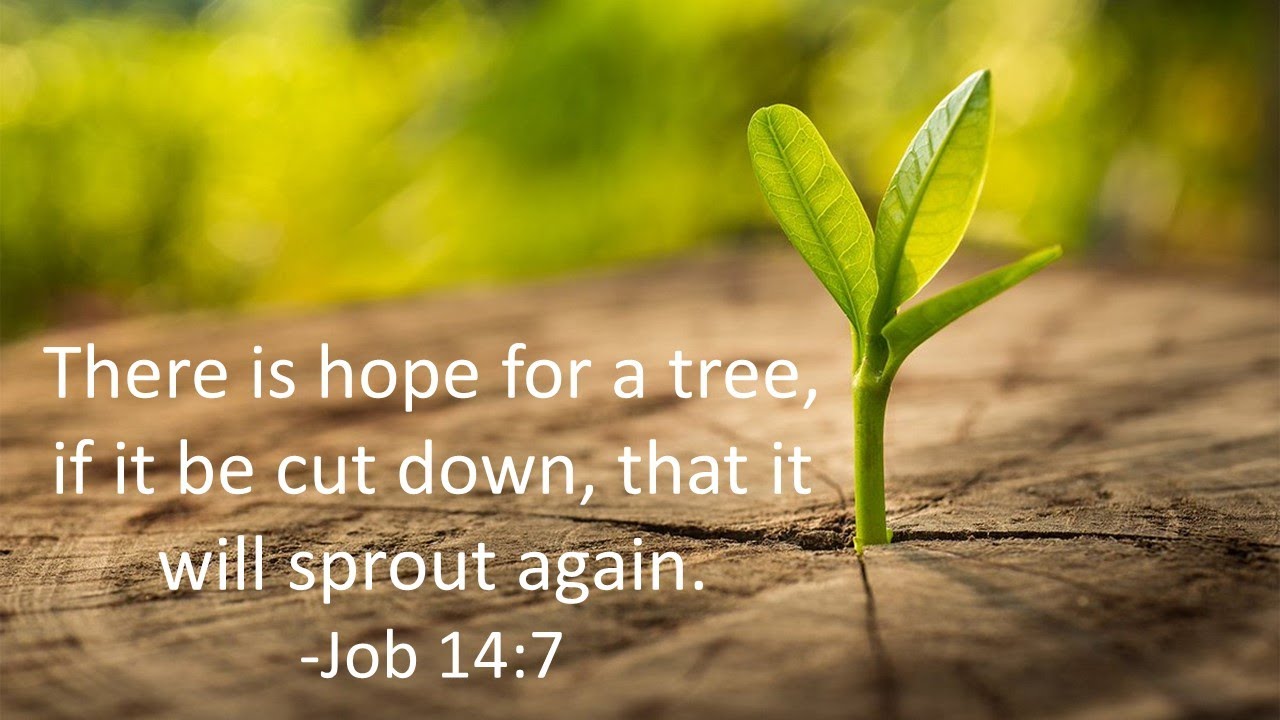 Summary - The Resurrection (Job 14) - YouTube