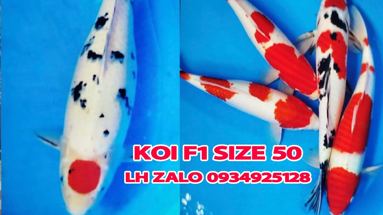 Koi F1 Tuyển Chọn Size 50 LH Zalo 0934925128 - YouTube