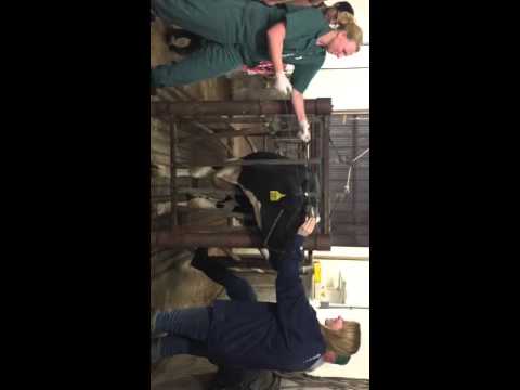 Dehorning Cattle - YouTube