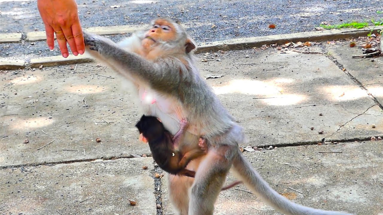 BERRY old mother monkey brings baby BELLA forwarding to get food politely from the tourist ...