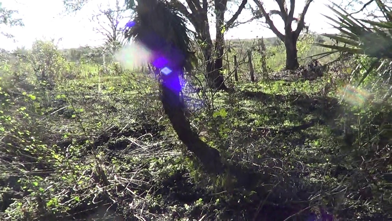 Buck in Kicco WMA - YouTube