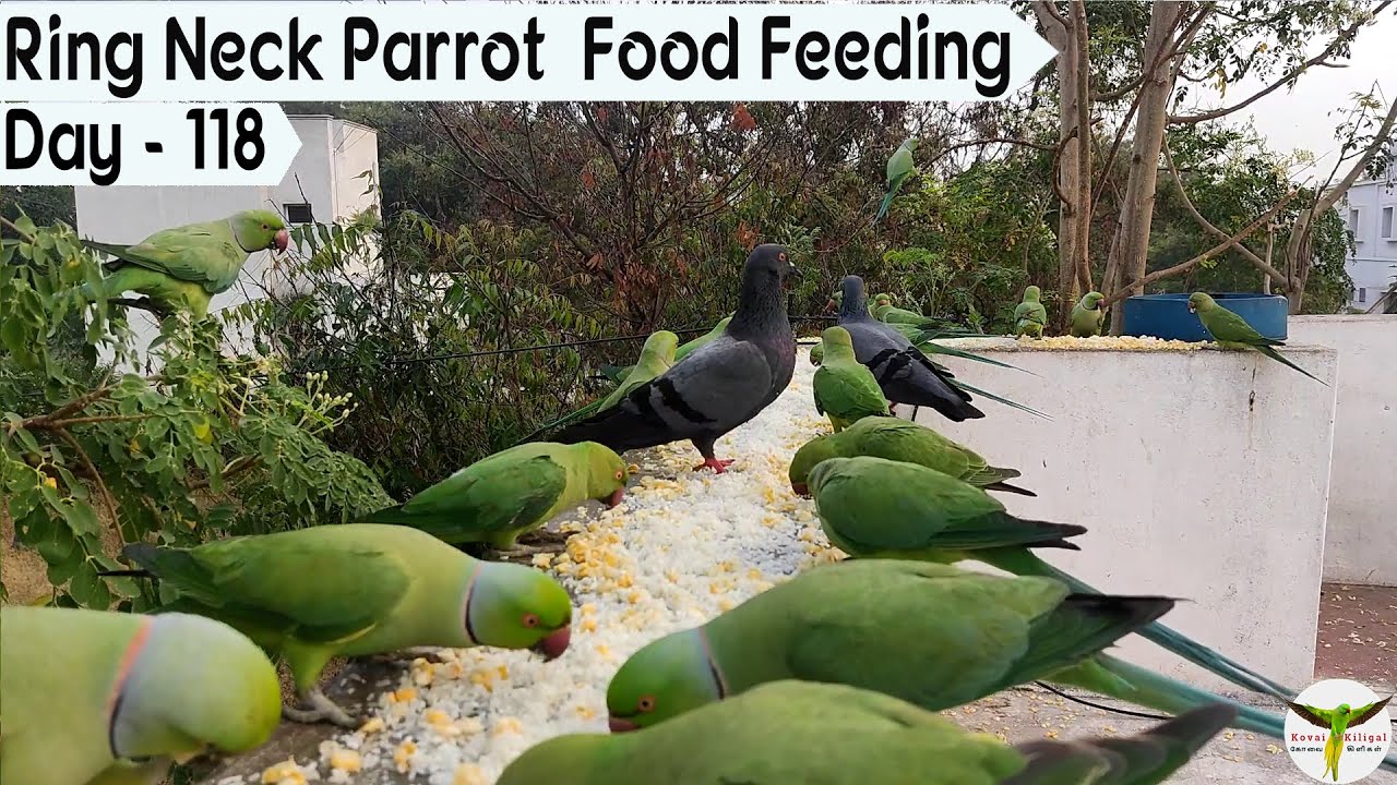 Indian Ring Neck Parrot Food Feeding Day 118 / #pararot #coimbatore / # ...