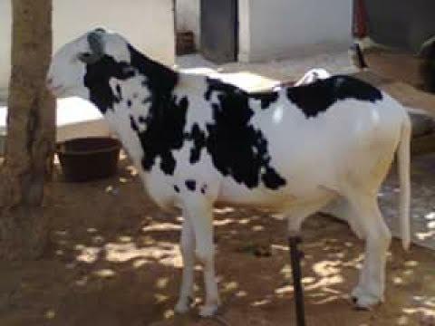 FOIRE ADEL 2019 BERGERIE CHEIKH SADBOU - YouTube