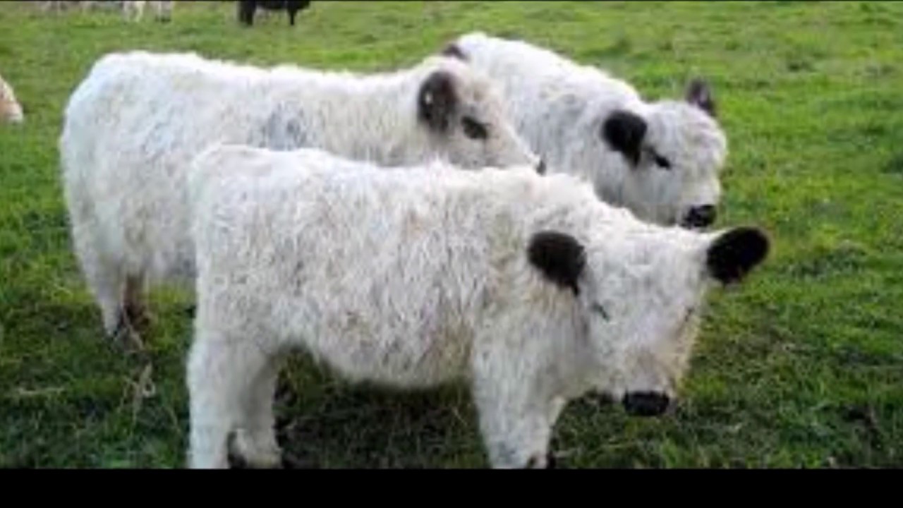 mini cows - YouTube