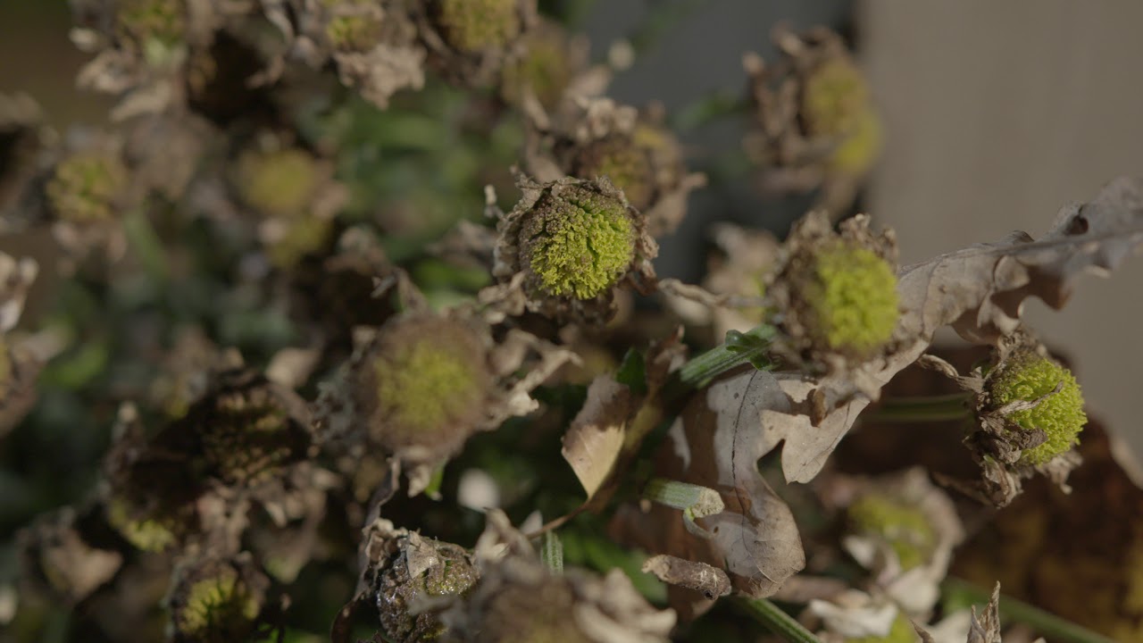 DEAD FLOWERS 01 - Free Footage - 4K - YouTube