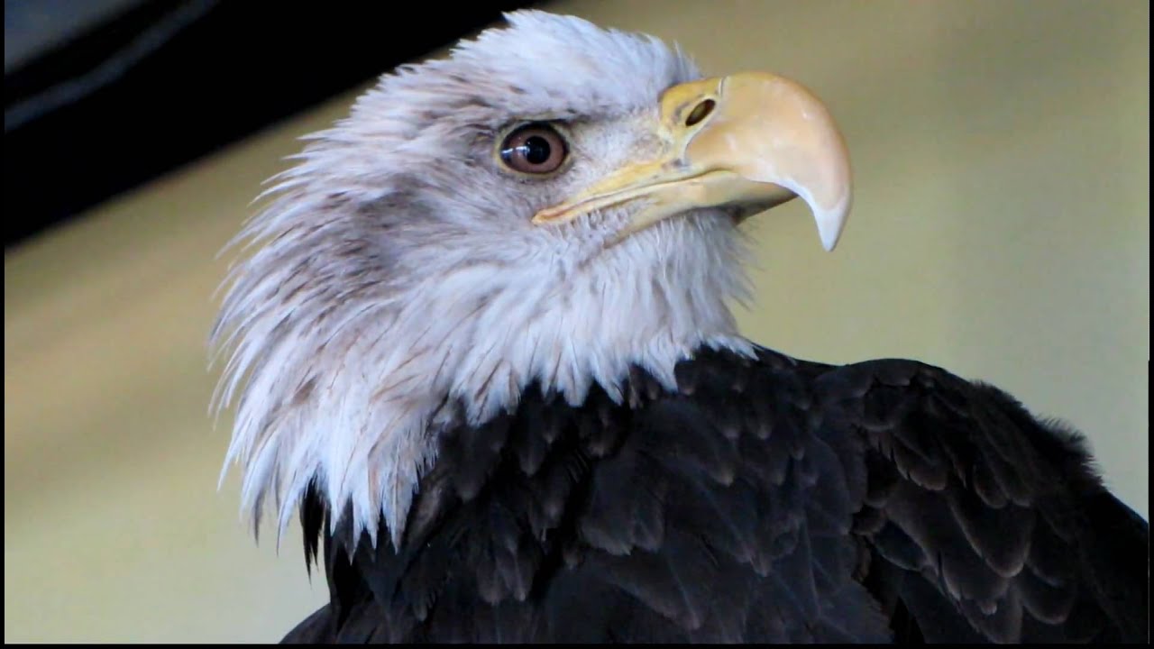 Bald Eagle in HD at the South Carolina Aquarium - YouTube