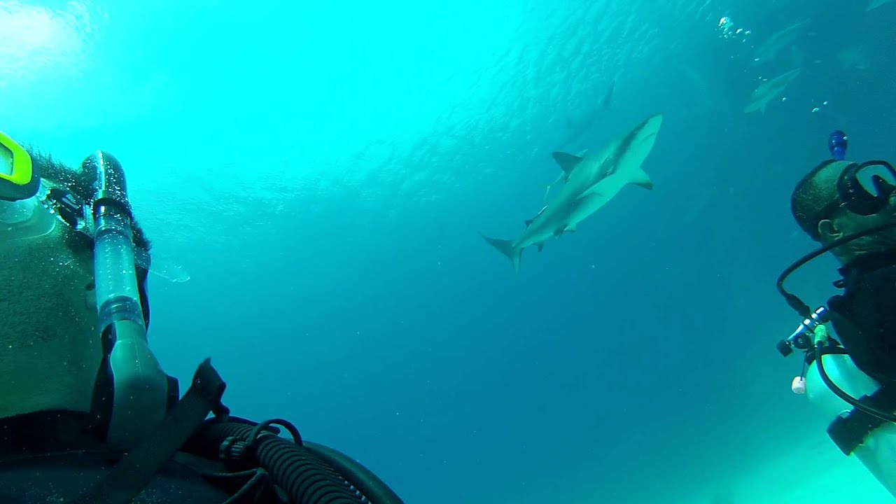 Stuart Cove GoPro Shark Diving Bahamas - YouTube