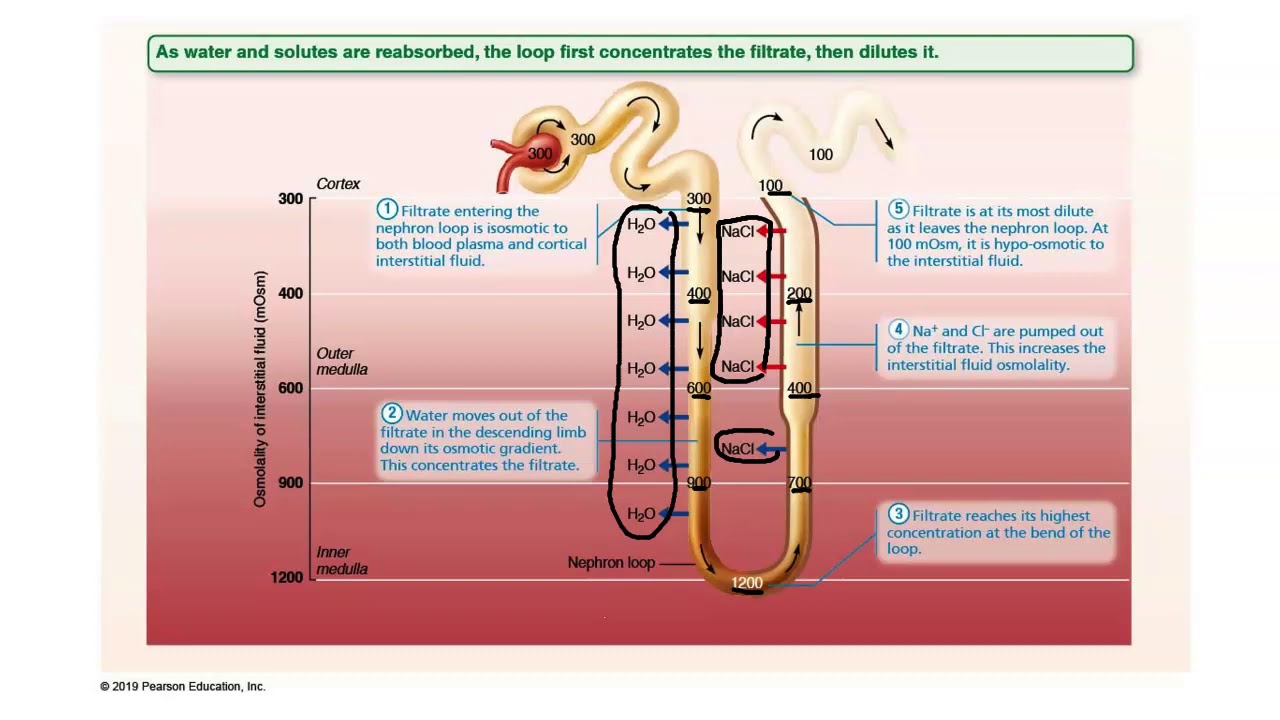 Loop of Henle Countercurrent Multiplier - YouTube
