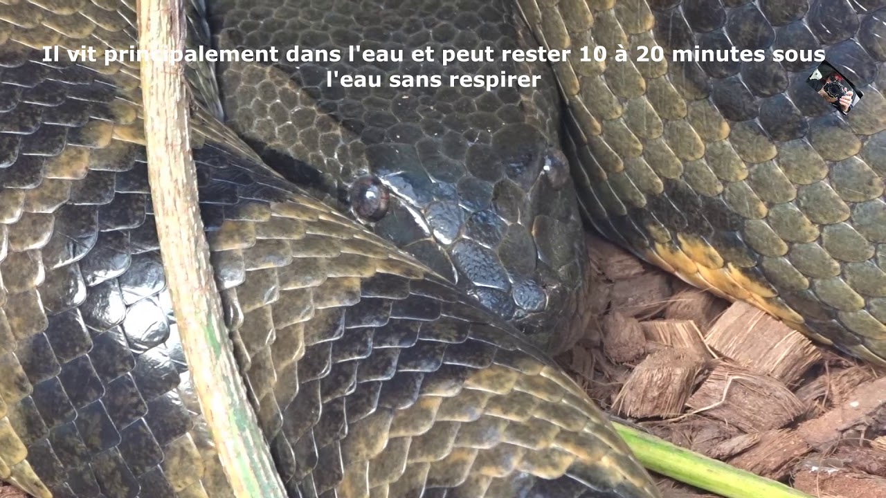 L'Anaconda vert, le plus grand serpent du monde - Safari de Peaugres ...