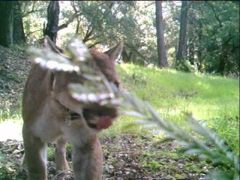 Santa Cruz Puma Project - YouTube